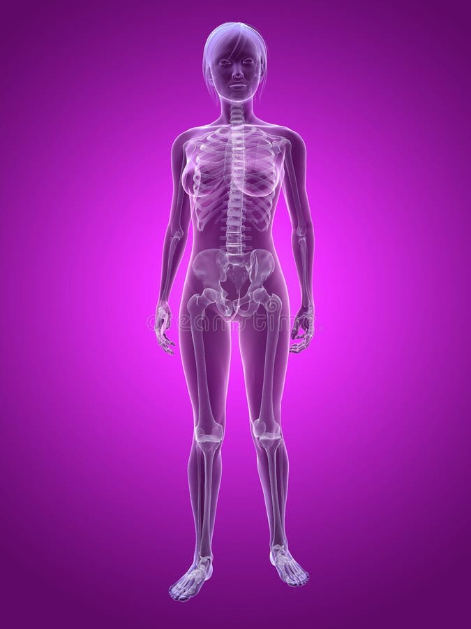 Woman - skeleton stock illustration. Illustration of skeletal - 12716509