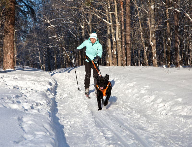 Skiing with dogs stock image. Image of outdoors, recreation - 2099069