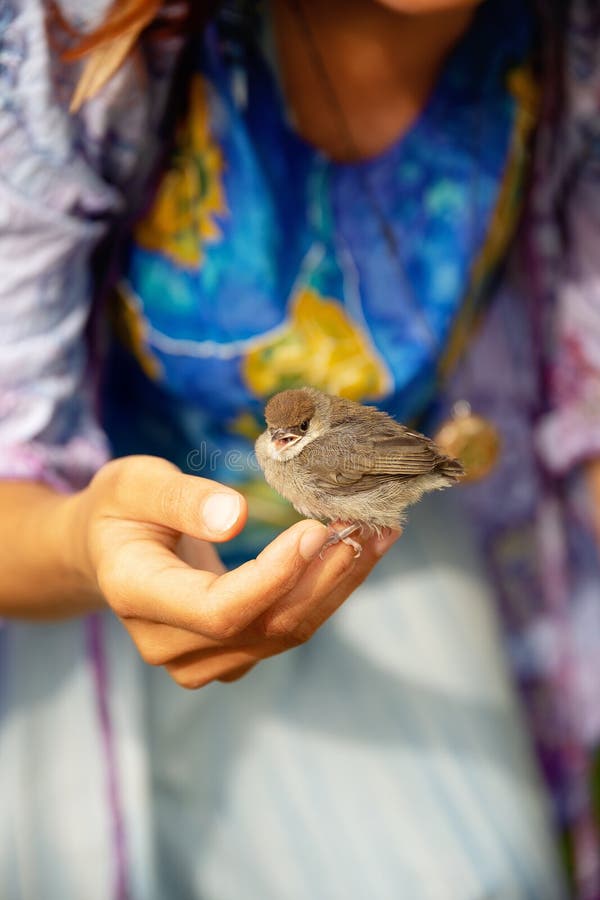 388 Human Hands Holding Small Bird Stock Photos - Free & Royalty-Free ...
