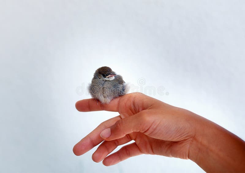 Woman with a Small Bird. Bird in Hand. Stock Photo - Image of detail ...