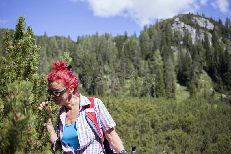 Woman Sniffing Pine Tree Mountains Stock Photos - Free & Royalty-Free ...