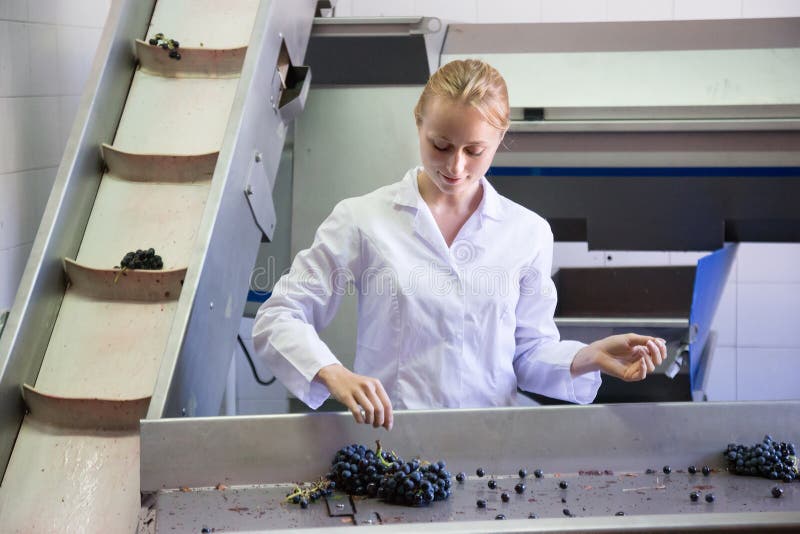 Woman Sorting Grape for Wine at Transporter Stock Image - Image of line ...