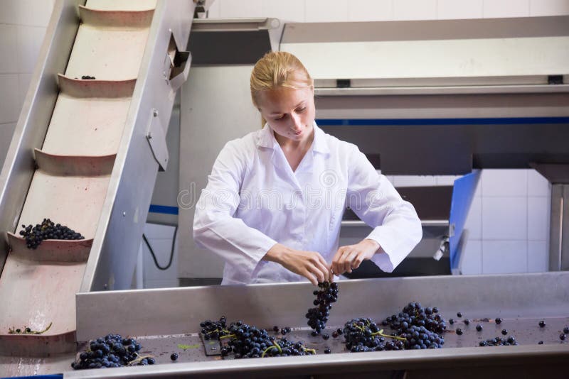 Grape Sorting Machine Stock Photos - Free & Royalty-Free Stock Photos ...