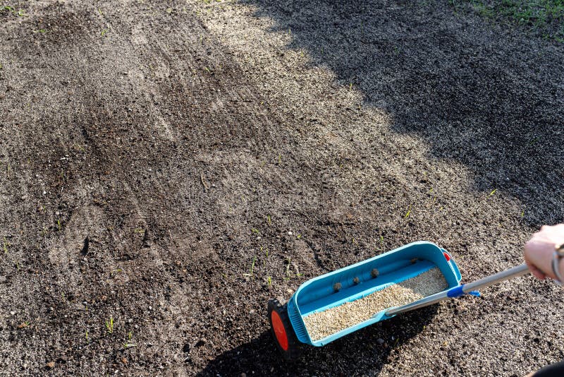 A Woman Sows Grass with a Wheel Seed Drill, Visible Grains of Grass and ...