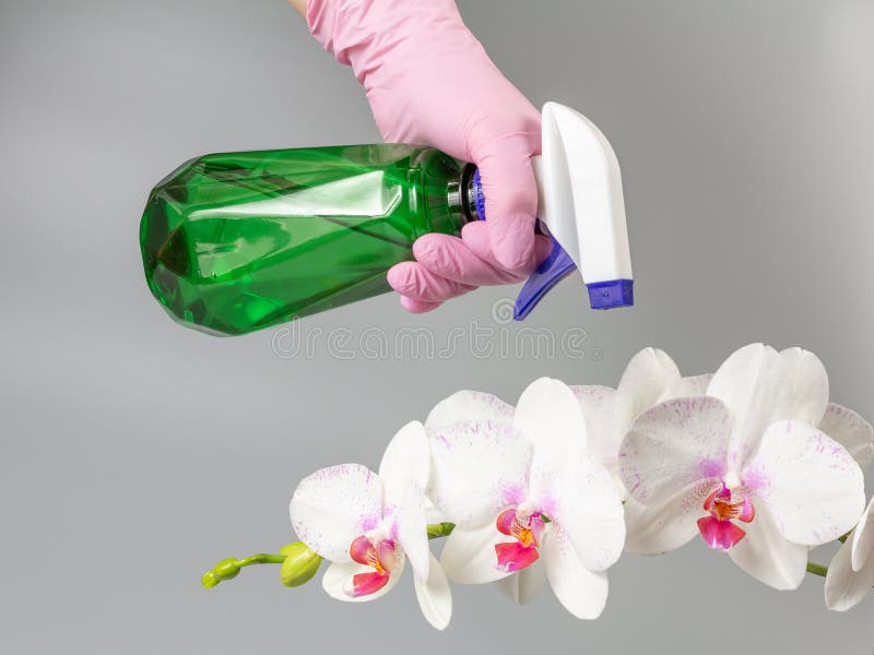 Woman Spraying Phalaenopsis Orchid Flowers With Spray Bottle Taking