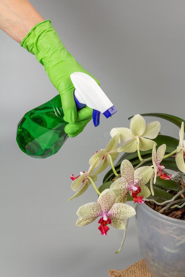Woman Sprays Orchids In Flower Pot Taking Care Of Home Plants Stock