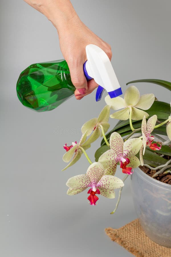Woman Sprays Orchids In Flower Pot Taking Care Of Home Plants Stock
