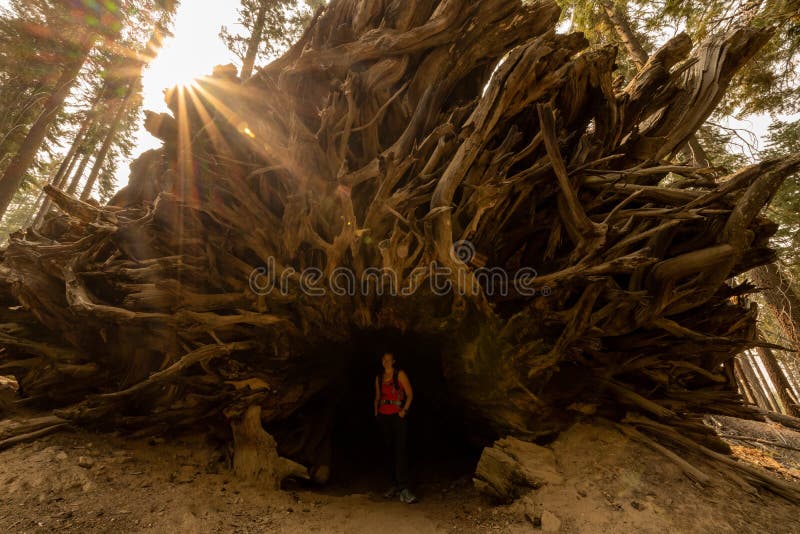 Woman Stands in the Cavernous Roots of a Sequoia Stock Image - Image of ...