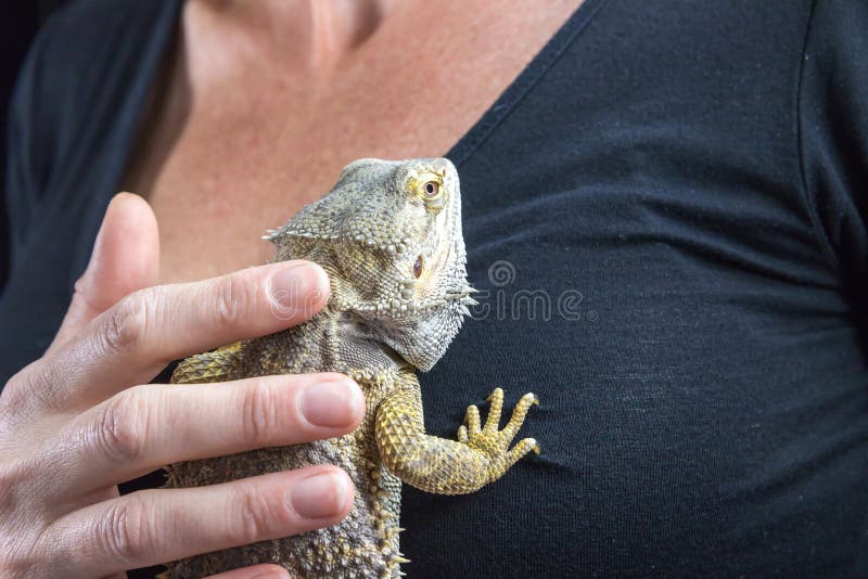 The Woman is Stroking Agama Lizard Stock Image - Image of hobby ...