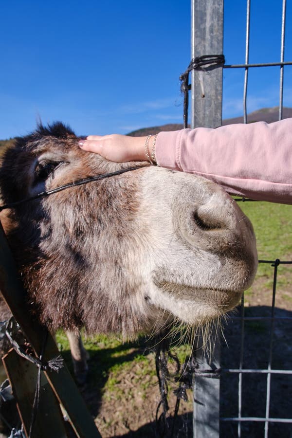 Woman Stroking a Friendly Donkey in the Field Stock Image - Image of ...