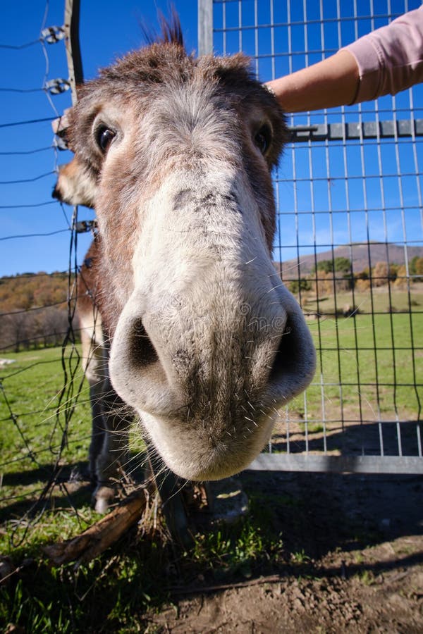Woman Stroking a Friendly Donkey in the Field Stock Photo - Image of ...