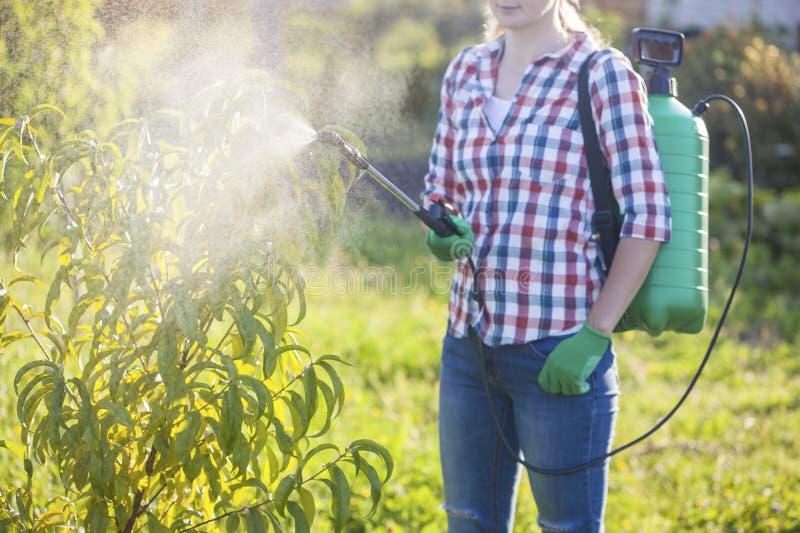 Woman In The Garden Sprays Trees Against Diseases And Pests Stock Image