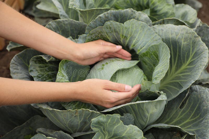 Woman Taking Cabbage, Closeup View. Agriculture Industry Stock Photo ...