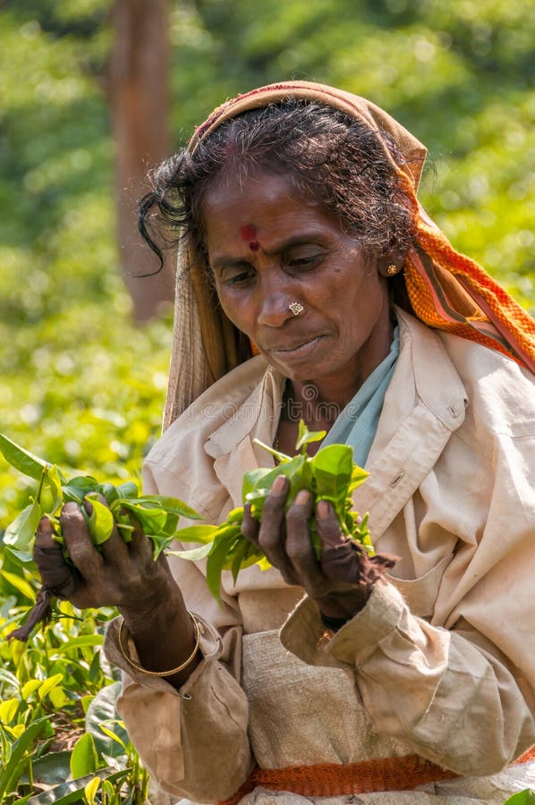 Picking of Tea editorial stock photo. Image of picking - 33379343