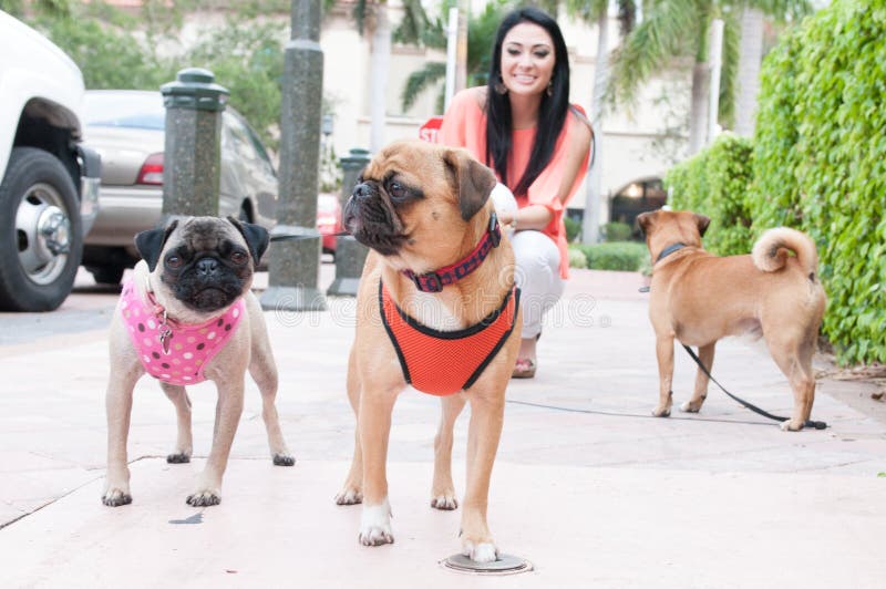 A woman and three dogs stock photo. Image of person, girl - 29553224
