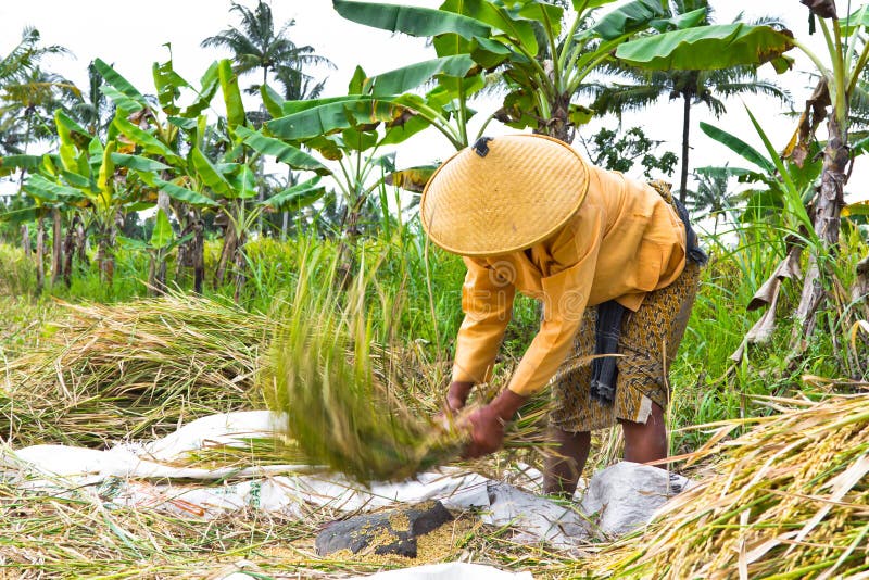 Woman Threshing Rice in Paddy Field Editorial Photo - Image of crop ...