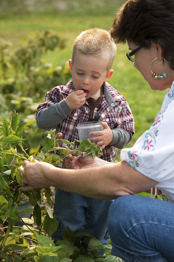 Woman and Toddler Picking Berries Stock Photo - Image of berries ...
