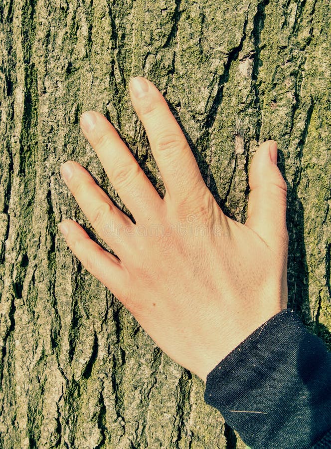511 Touching Bark Stock Photos - Free & Royalty-Free Stock Photos from ...