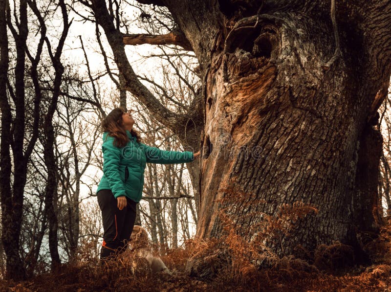 Woman Touching an Old Tree in a Forest in Autumn Stock Image - Image of ...