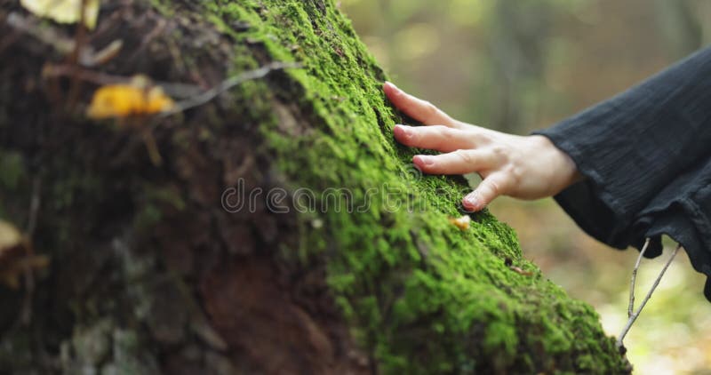 Woman Touching and Stroking Bark of Tree with Camera Following Stock ...
