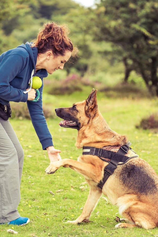 Woman Trainer Together with Dog Stock Photo - Image of pedigree, animal ...