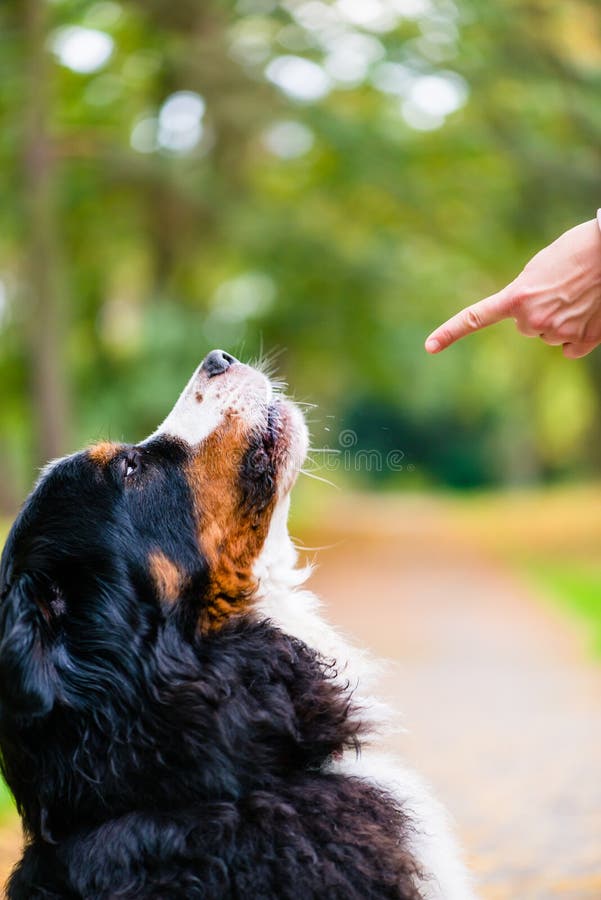 Woman Training with Dog Sit Command Stock Image - Image of adult, grass ...