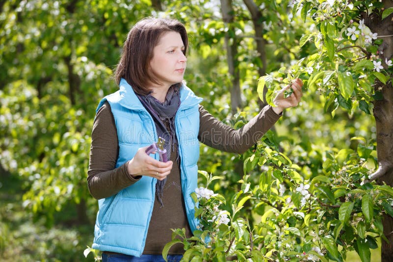 Woman Trimming Trees in the Orchard Stock Photo - Image of trees ...