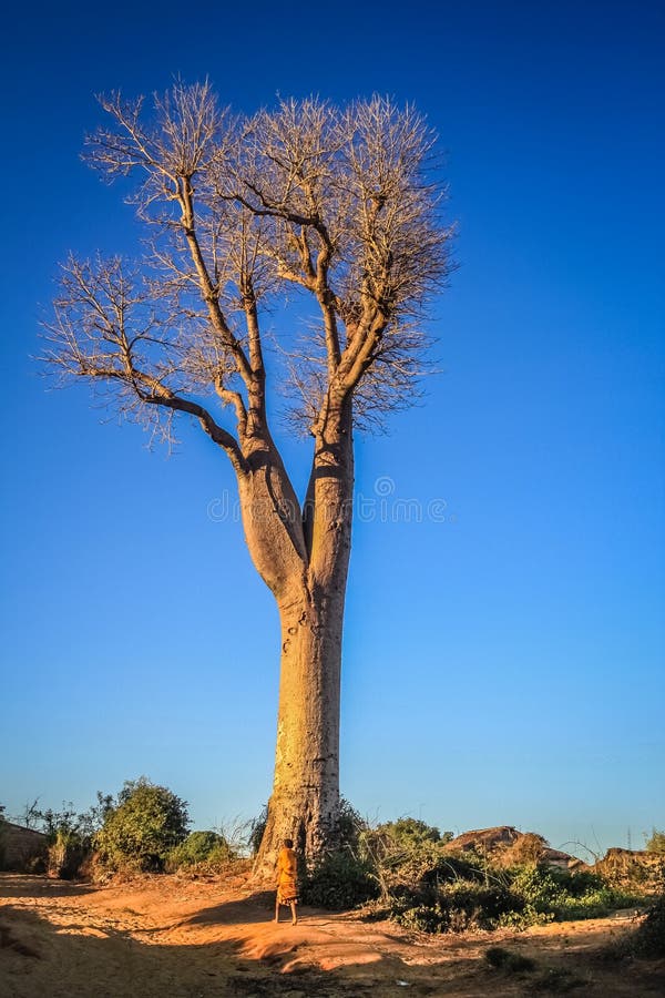 Woman under baobab editorial stock image. Image of baobab - 44611909