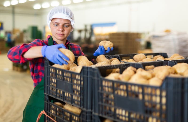 Woman Checking Quality and Sorting Potatoes in Storehouse Stock Photo ...