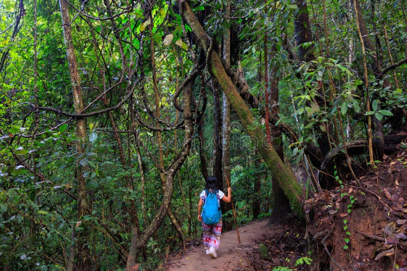 Hiking in deep jungle stock image. Image of asian, adventurers - 46358197