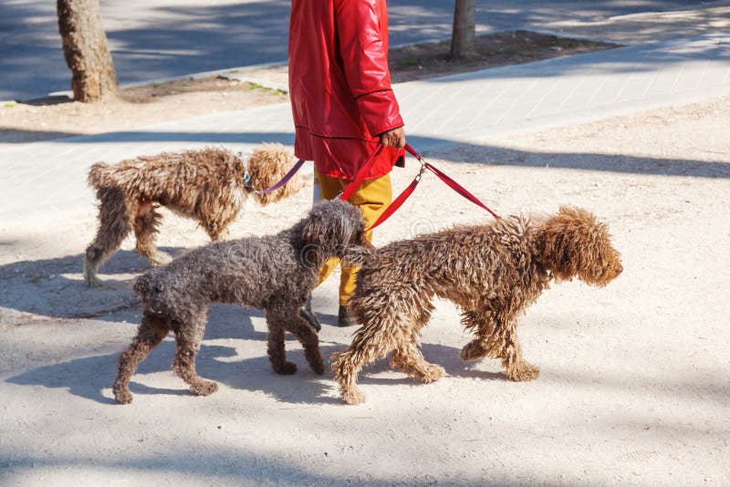 Woman walking three dogs stock image. Image of path, dogs - 52247627