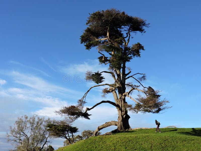 Woman Walking Towards a Huge Old Tree Stock Image - Image of summer ...
