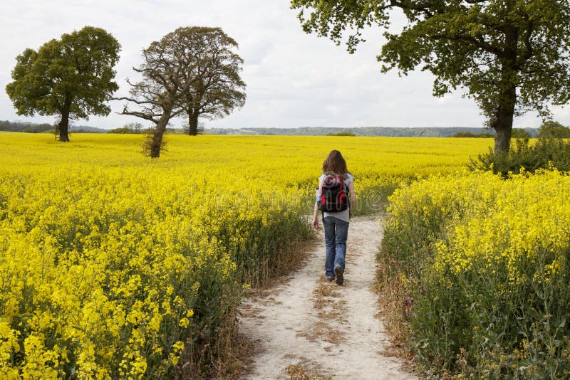 Woman Walking through a Yellow Rapeseed Field Stock Image - Image of ...