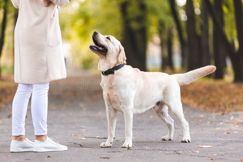 Girl Walks With Dog Labrador Retriever Stock Image - Image of ...