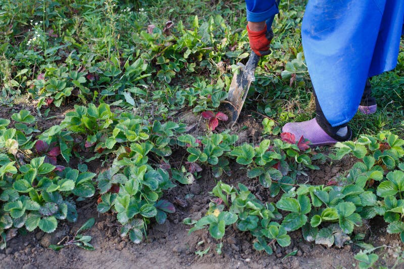 Woman Weed the Weeds of Strawberry in Field, Work Process Stock Photo ...