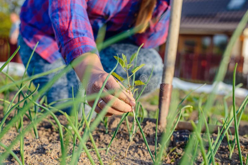 Woman Weeding Her Summer Vegetable Garden Stock Photo - Image of ...