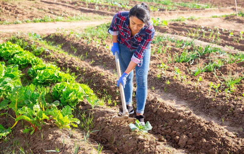 Woman Weeds with a Hoe Garden Bed Stock Photo - Image of botany, season ...