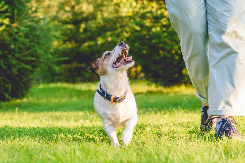 Woman with Well Trained Dog Doing Walking on Heel Exercise on Summer ...