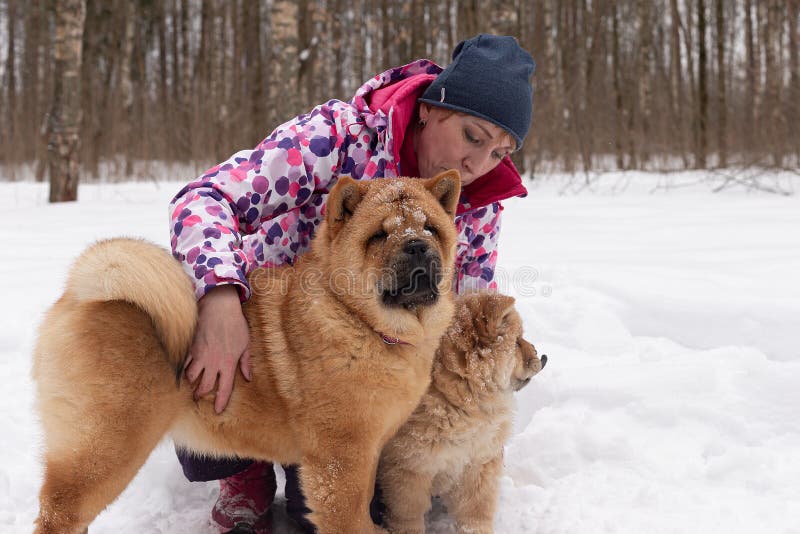 A Woman in Winter with Two Dogs Chow Chow in Nature Stock Photo - Image ...
