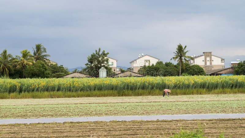 Woman Work on the Countryside Stock Photo - Image of buildings ...