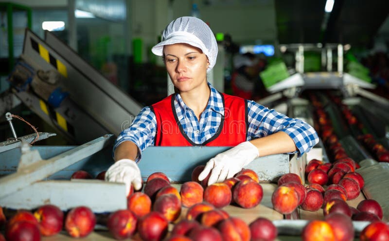 Woman Worker Sorting and Preparing Nectarines for Packaging Stock Image ...