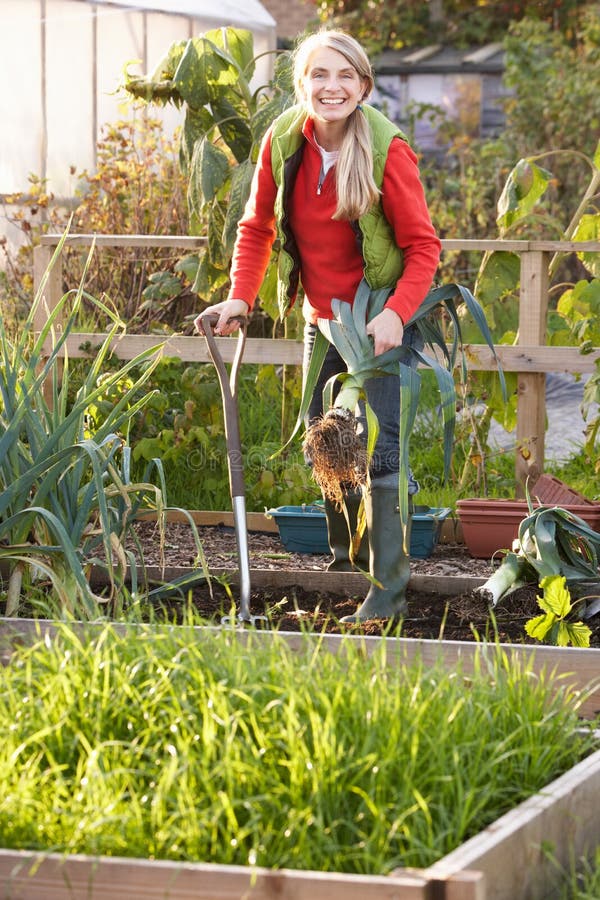Raising Free-range Chickens Stock Photo - Image of animal, fowl: 23433908