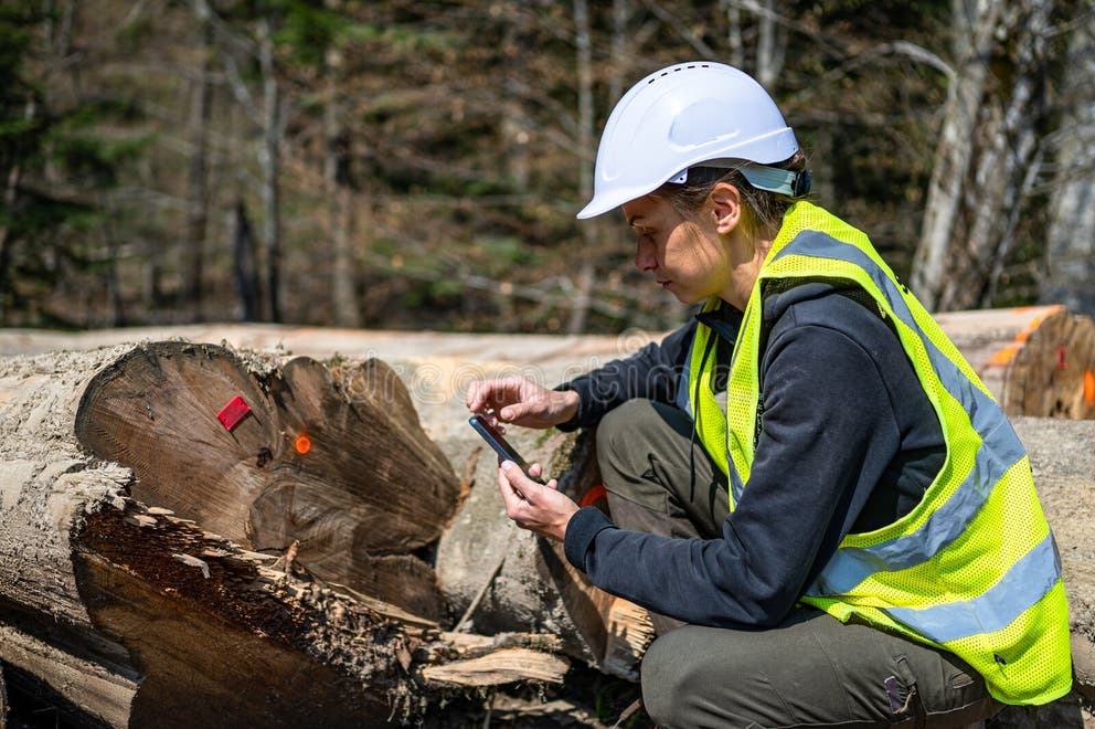 A Woman Working As a Forester. Wood Quality Control Process Stock Photo ...