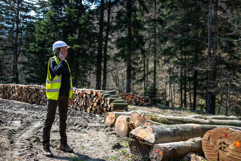 A Woman Working As a Forester. Wood Quality Control Process Stock Image ...
