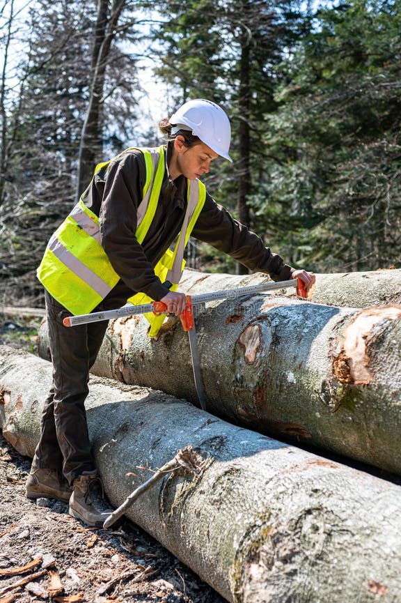 A Woman Working As a Forester. Wood Quality Control Process Stock Photo ...