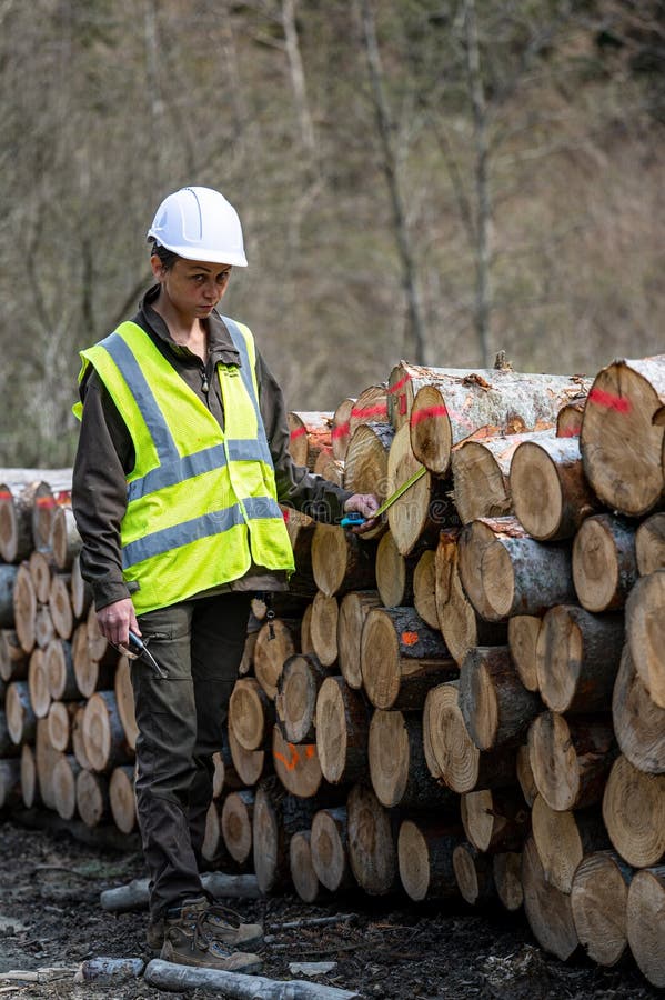 A Woman Working As a Forester. Wood Quality Control Process Stock Image ...