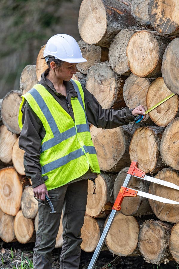 A Woman Working As a Forester. Wood Quality Control Process Stock Photo ...