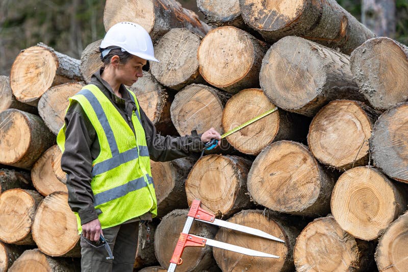 A Woman Working As a Forester. Wood Quality Control Process Stock Image ...