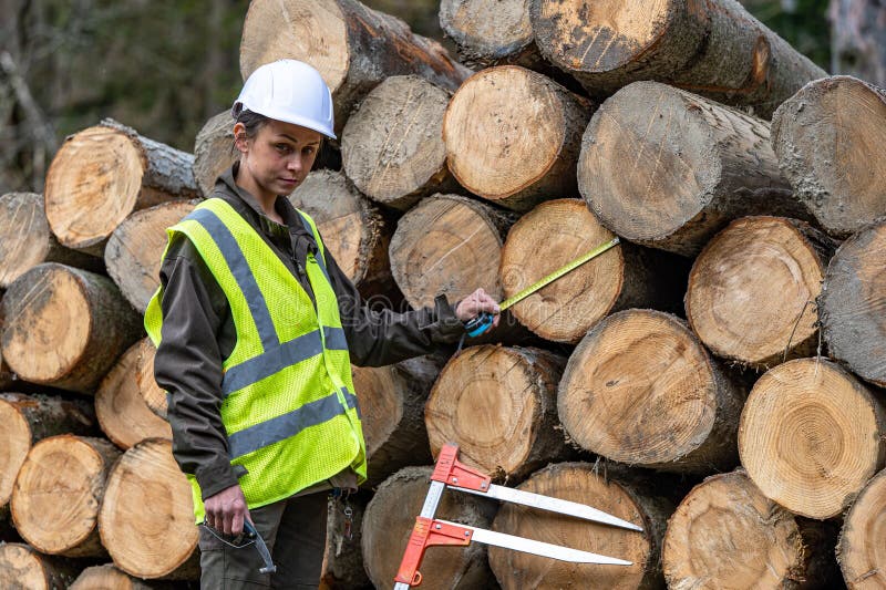 A Woman Working As a Forester. Wood Quality Control Process Stock Photo ...