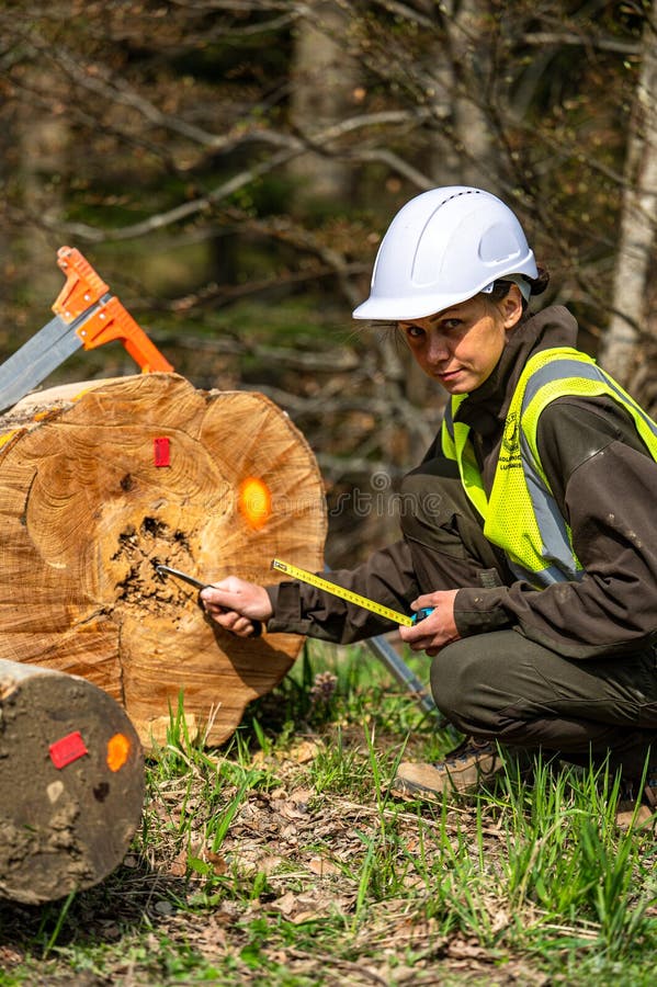 A Woman Working As a Forester. Wood Quality Control Process Stock Image ...